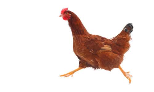 Discover if Chicken Should Be Part of Your Gout Diet — Experiments on ...